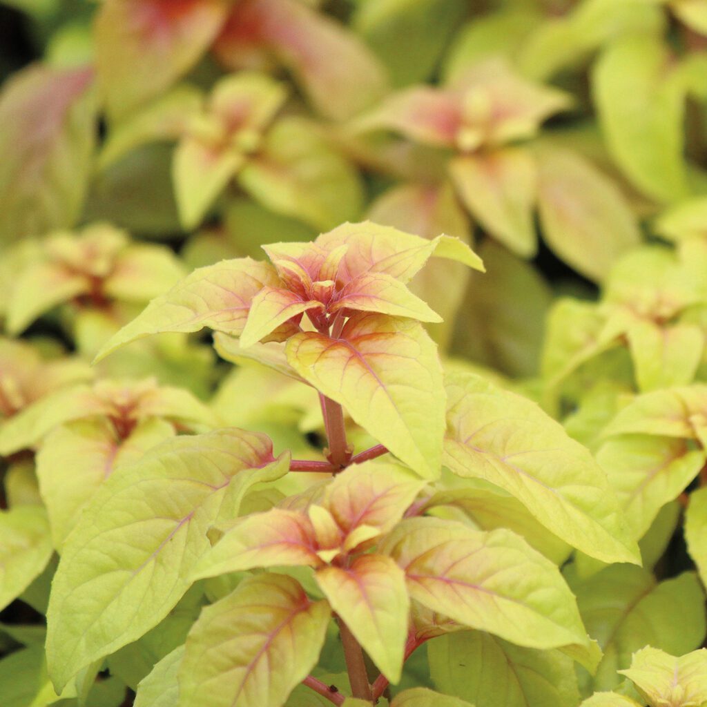 Fuchsia Autumnale - Order Online