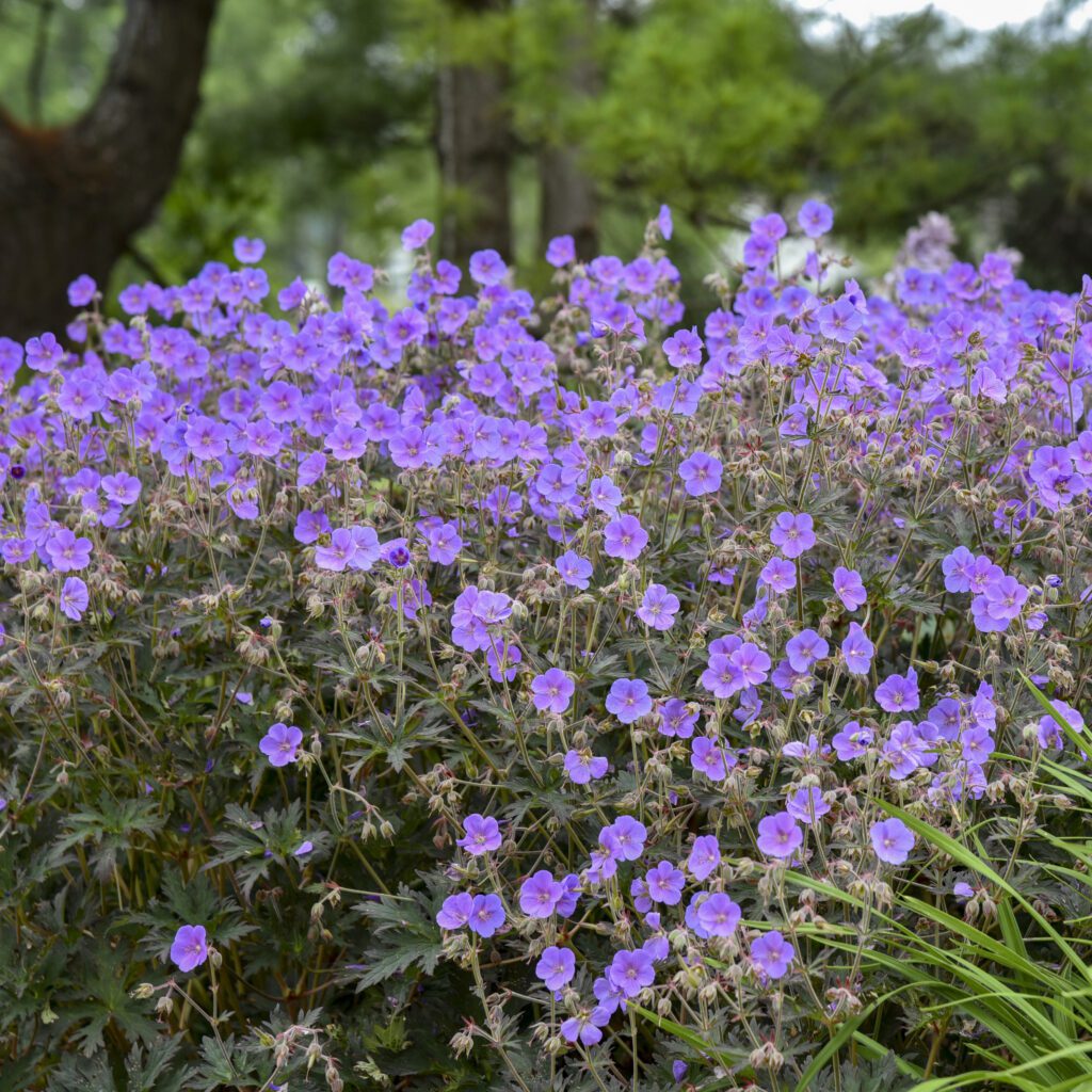 Geranium 'Boom Chocolatta'