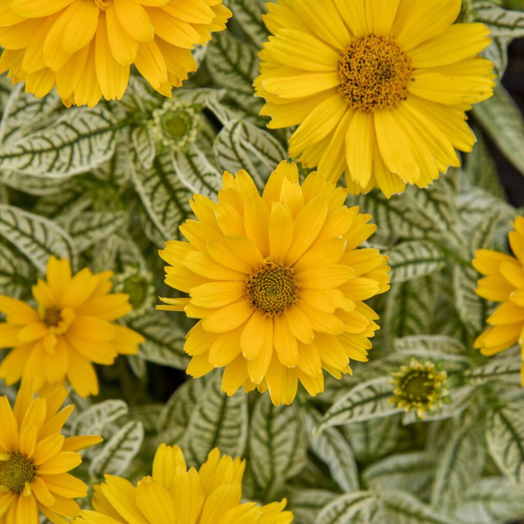 Heliopsis 'Bit of Honey'