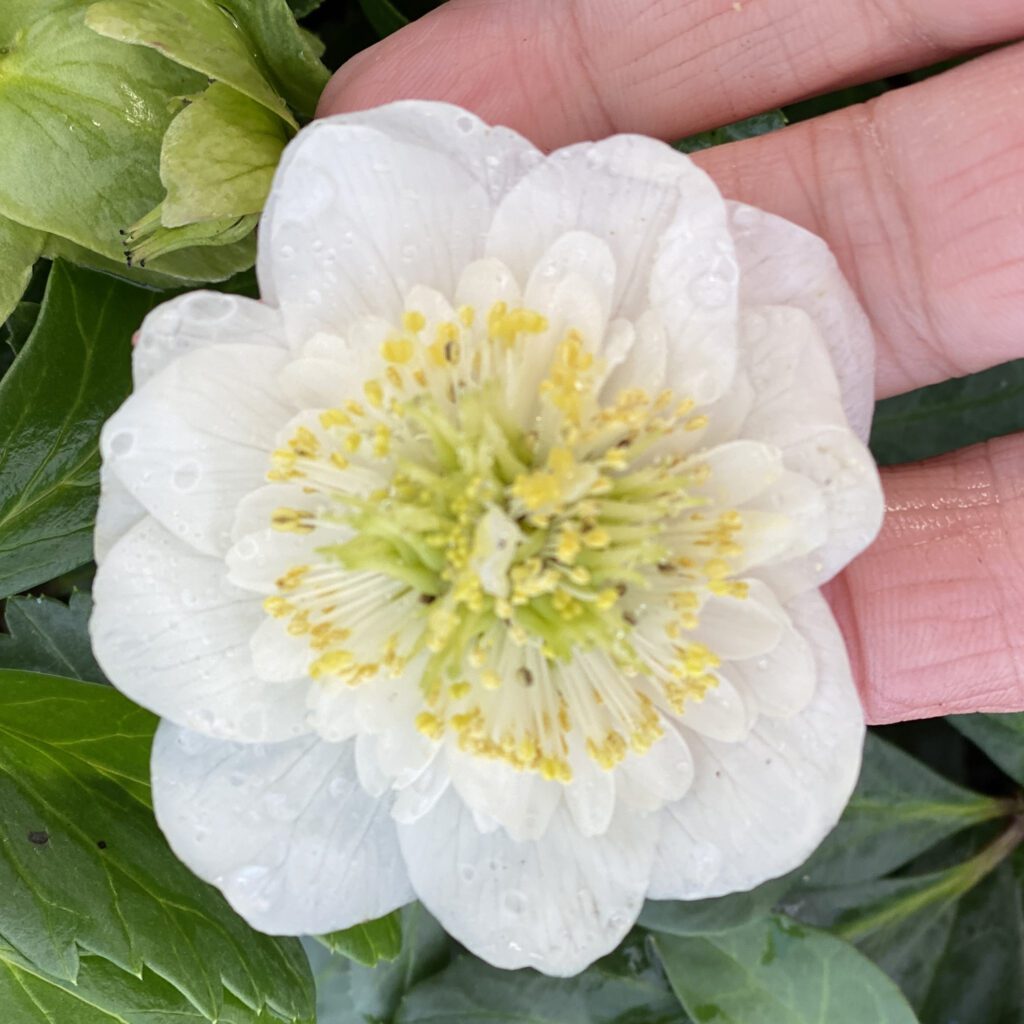 ‘Snowbells’ Christmas Rose (Helleborus) – Garden Crossings