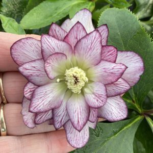 Order WEDDING PARTY® 'Blushing Bridesmaid' Helleborus