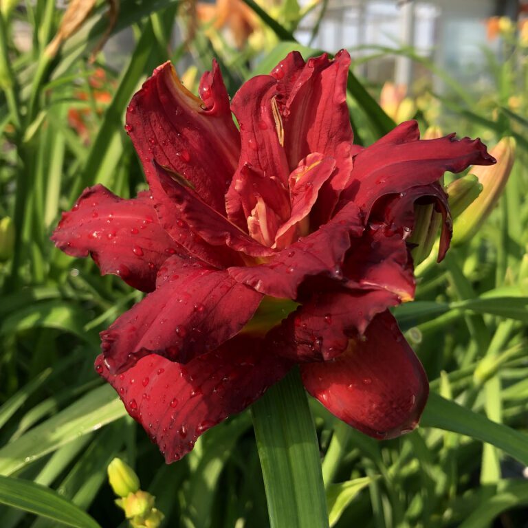 Hemerocallis 'Double Pardon Me'