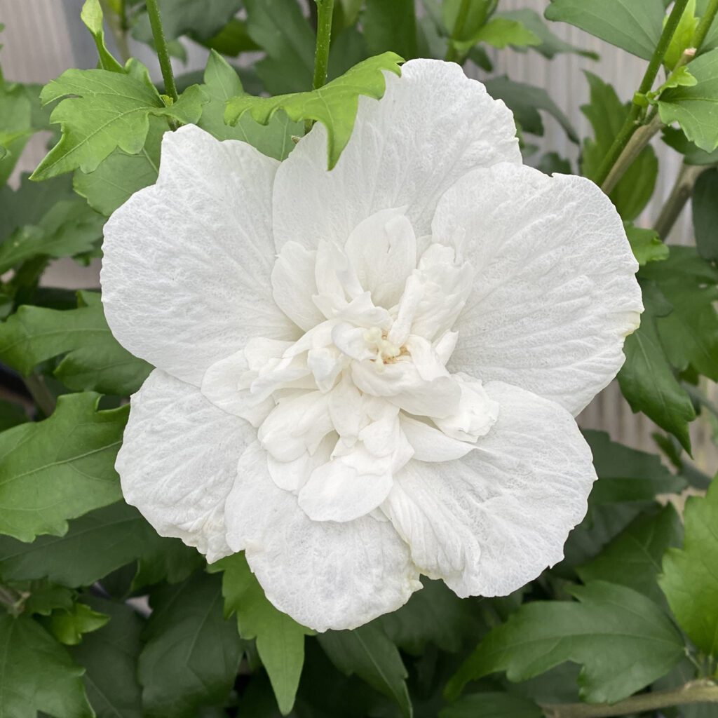 WHITE CHIFFON® Rose of Sharon - Order Online
