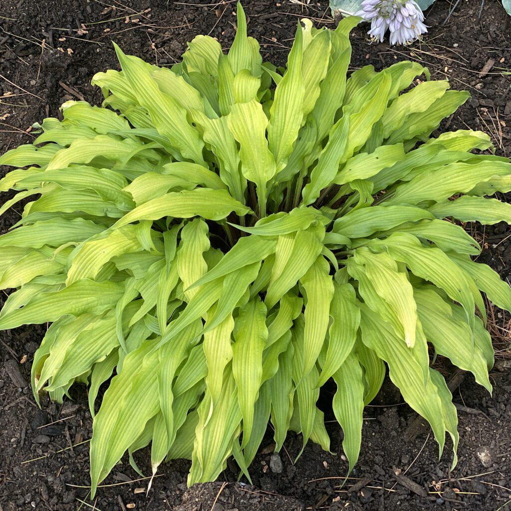 'Curly Fries' Hosta - Garden Crossings