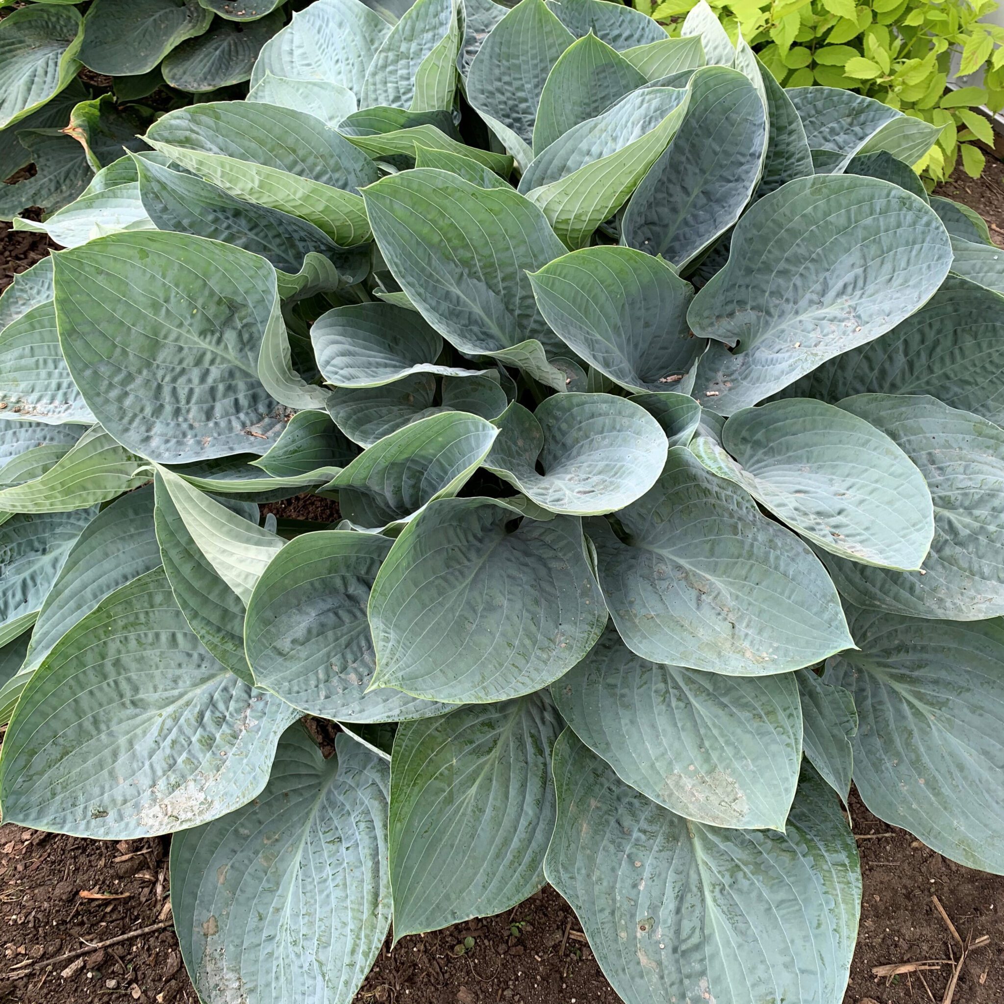 SHADOWLAND® 'Above the Clouds' Hosta