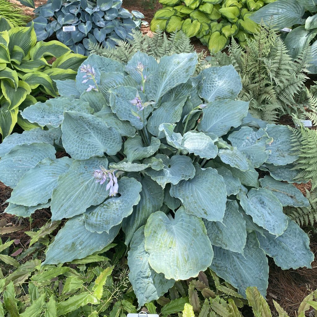 SHADOWLAND® 'Diamond Lake' Hosta