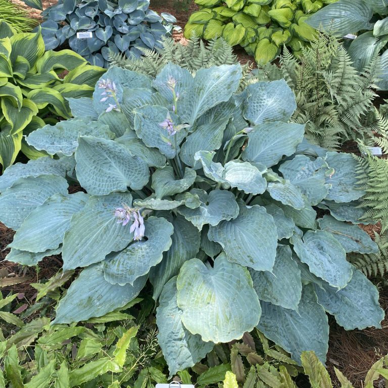 SHADOWLAND® 'Diamond Lake' Hosta