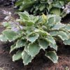 Hosta SHADOWLAND® 'Hope Springs Eternal'
