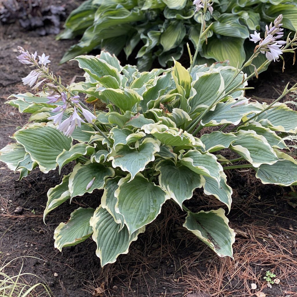 Hosta SHADOWLAND® 'Hope Springs Eternal'