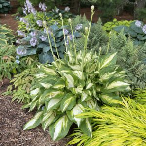 SHADOWLAND® 'Miss America' Hosta - Order Online