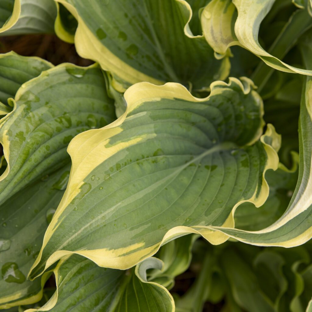 SHADOWLAND® 'Voices in the Wind' Hosta