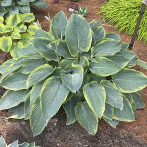 SHADOWLAND® 'Wu-La-La' Hosta