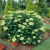INVINCIBELLE SUBLIME™ Hydrangea – Garden Crossings