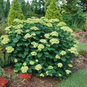 INVINCIBELLE SUBLIME™ Hydrangea – Garden Crossings