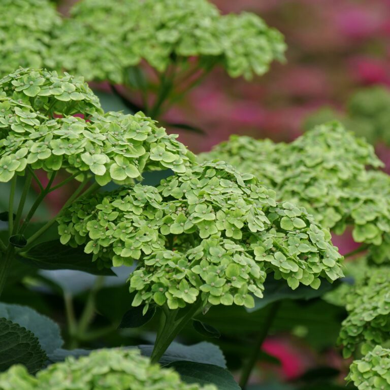 INVINCIBELLE SUBLIME™ Hydrangea – Garden Crossings