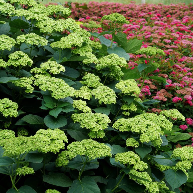 INVINCIBELLE SUBLIME™ Hydrangea – Garden Crossings