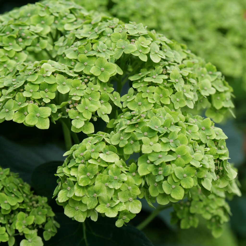 INVINCIBELLE SUBLIME™ Hydrangea – Garden Crossings