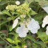 FAIRYTRAIL™ Bride Hydrangea | Cascading Lacecap Shrub