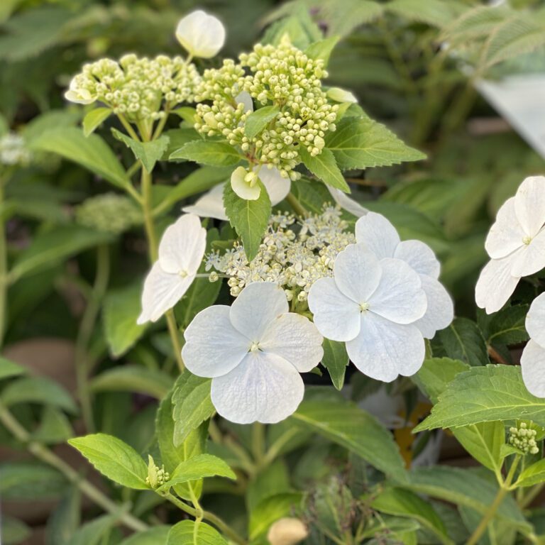 FAIRYTRAIL™ Bride Hydrangea | Cascading Lacecap Shrub