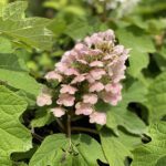 Oakleaf Hydrangea with Pink Summer Blooms