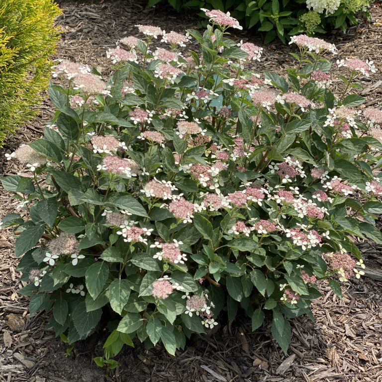Hydrangea INVINCIBELLE LACE® – Pink Lacecap Blooms