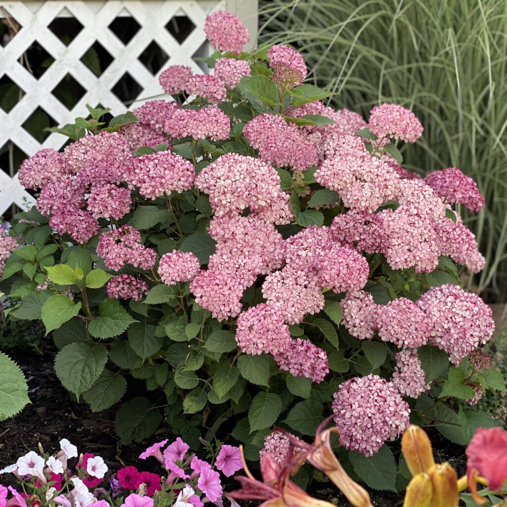 Invincibelle Mini Mauvette Hydrangea – Bold Color & Form