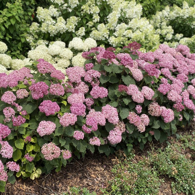 Invincibelle Spirit II Hydrangea – Smooth Pink Blooms
