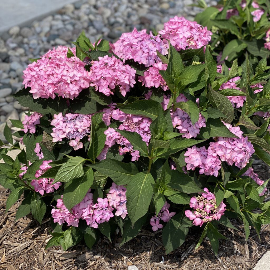 LET'S DANCE CAN DO Hydrangea – Hardy Lacecap Blooms