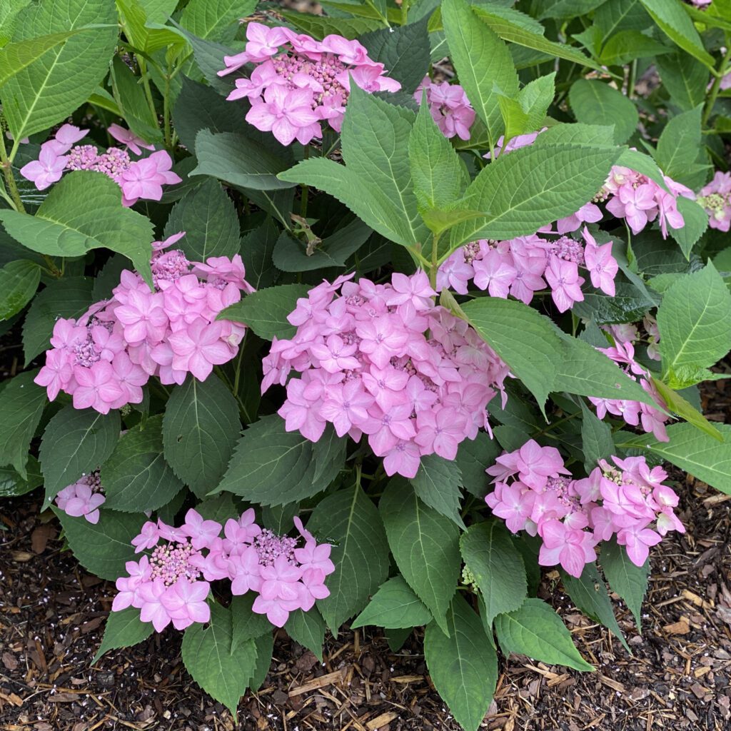 LET'S DANCE CAN DO Hydrangea – Hardy Lacecap Blooms