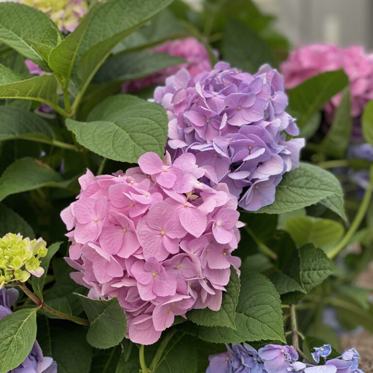 LET’S DANCE SKY VIEW® Hydrangea | Proven Winners®