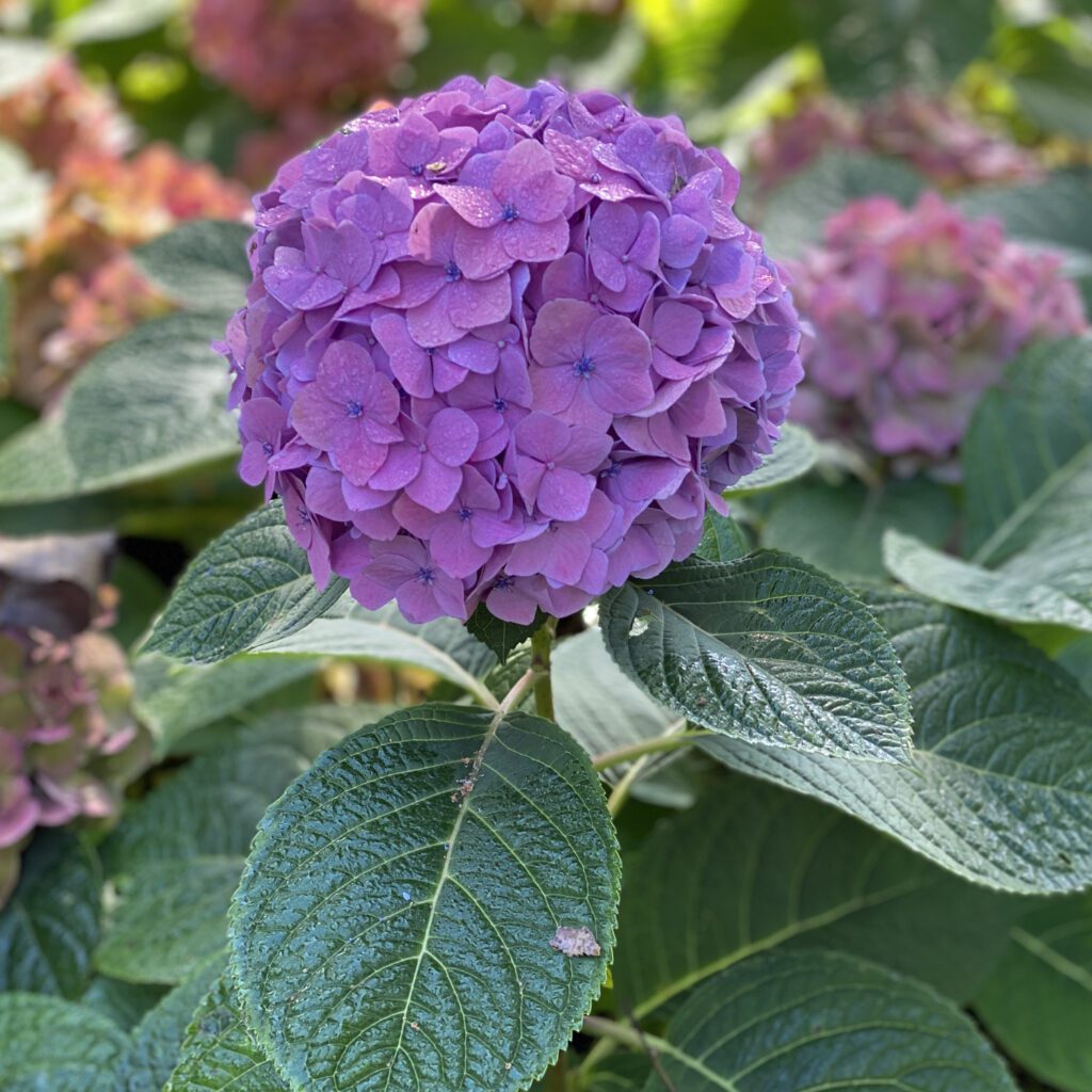 LET’S DANCE SKY VIEW® Hydrangea | Proven Winners®