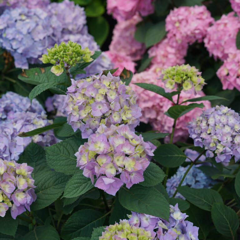LET’S DANCE SKY VIEW® Hydrangea | Proven Winners®