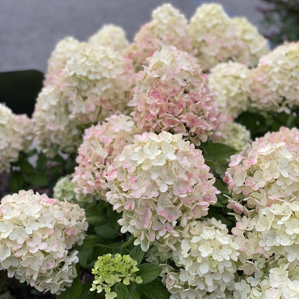 LITTLE LIME PUNCH® Hydrangea – Garden Crossings