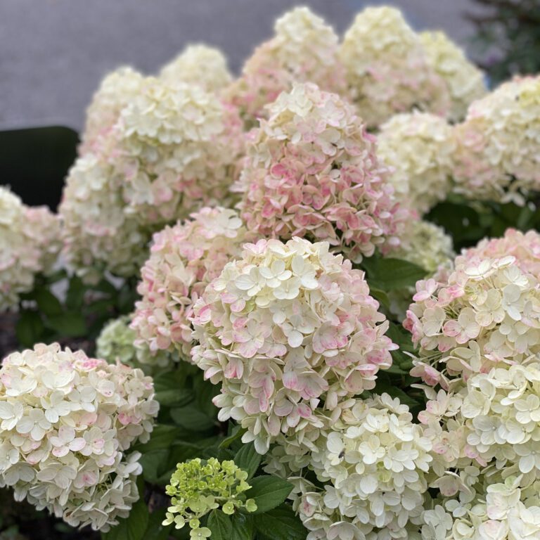 LITTLE LIME PUNCH® Hydrangea – Garden Crossings