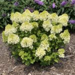 LITTLE LIME PUNCH® Hydrangea – Garden Crossings