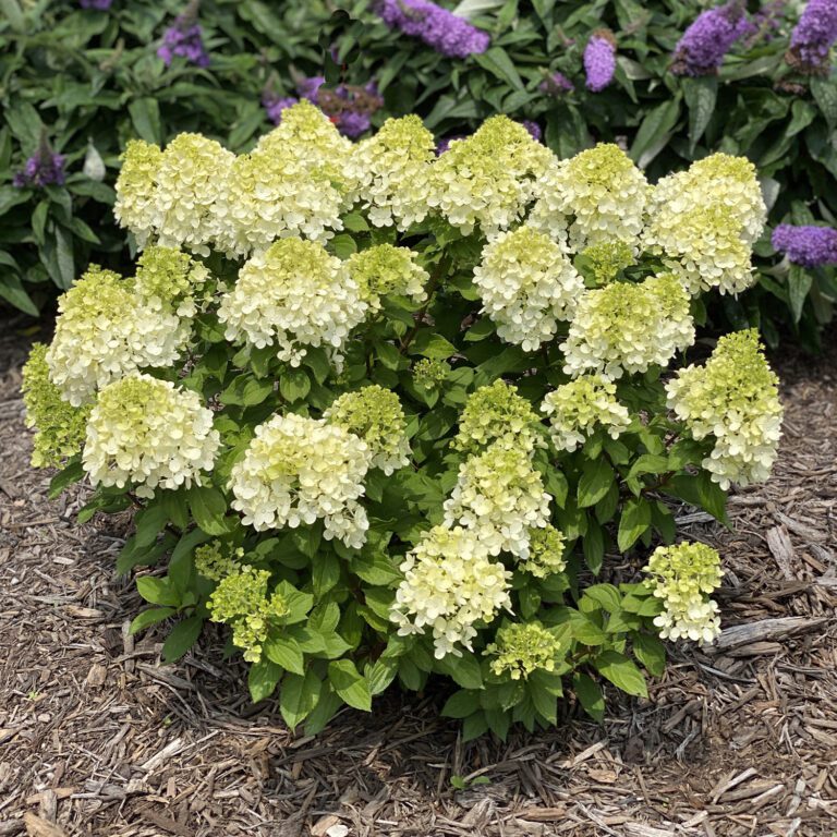LITTLE LIME PUNCH® Hydrangea – Garden Crossings