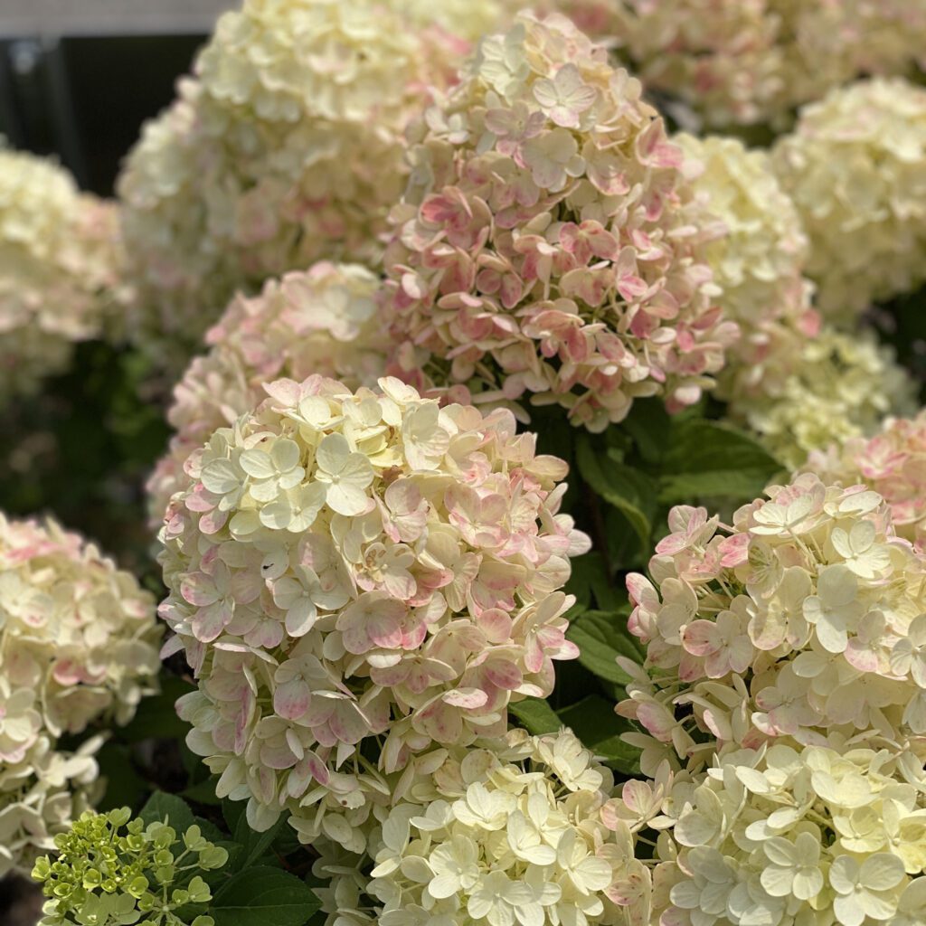 LITTLE LIME PUNCH® Hydrangea – Garden Crossings