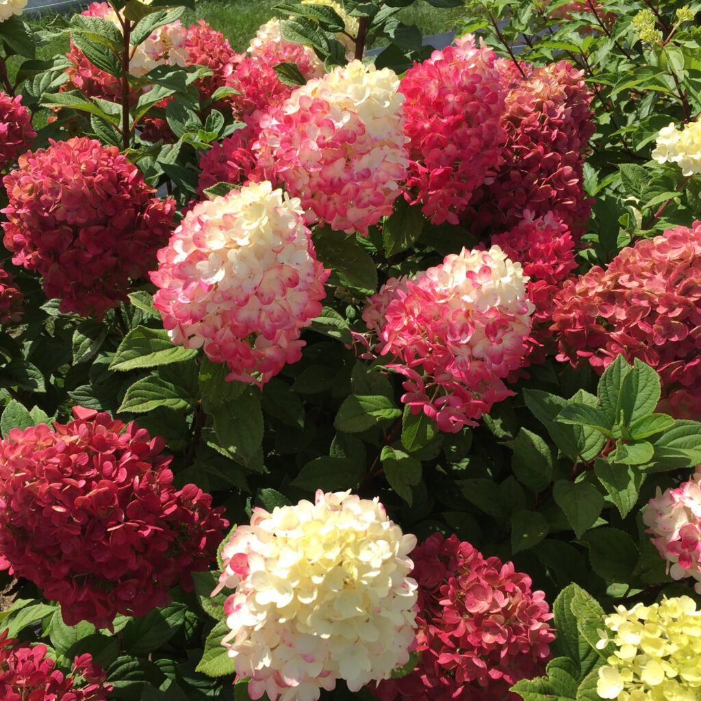 LITTLE LIME PUNCH® Hydrangea – Garden Crossings