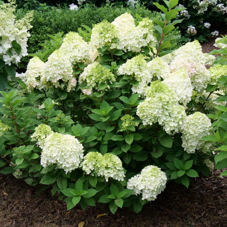 LITTLE LIME PUNCH® Hydrangea – Garden Crossings