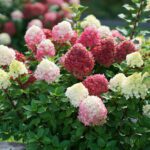 LITTLE LIME PUNCH® Hydrangea – Garden Crossings