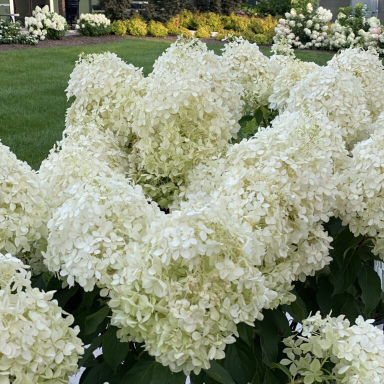 Puffer Fish™ Hydrangea | Compact Showstopper