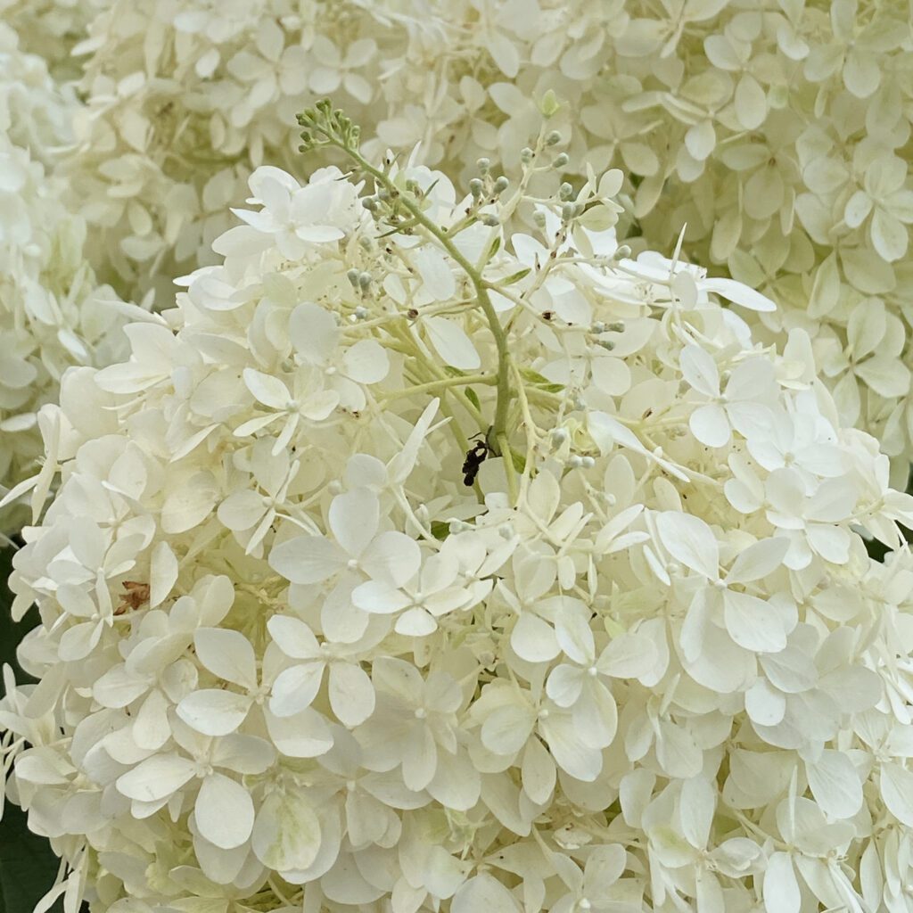 Puffer Fish™ Hydrangea | Compact Showstopper