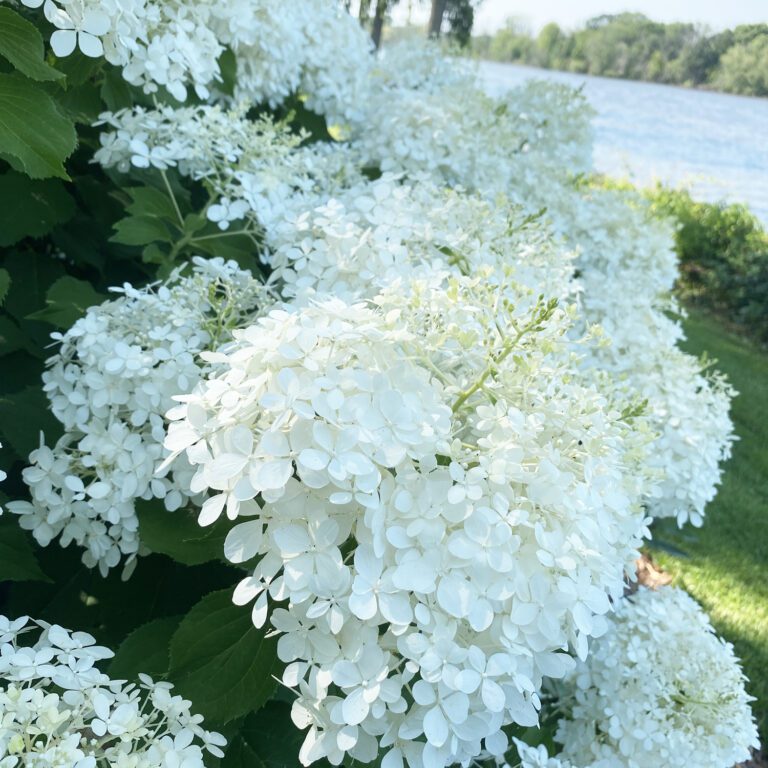 Puffer Fish™ Hydrangea | Compact Showstopper