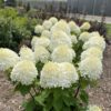 Puffer Fish™ Hydrangea | Compact Showstopper