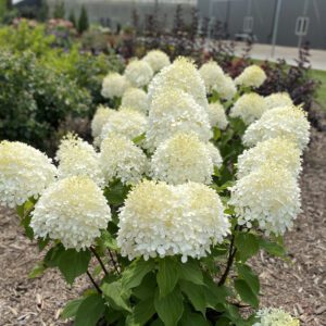 Puffer Fish™ Hydrangea | Compact Showstopper