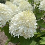 Puffer Fish™ Hydrangea | Compact Showstopper