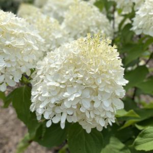 Puffer Fish™ Hydrangea | Compact Showstopper