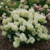 Puffer Fish™ Hydrangea | Compact Showstopper