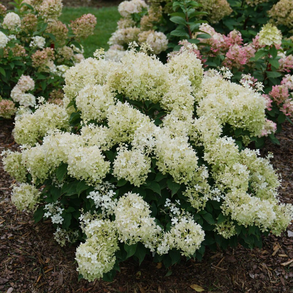 Puffer Fish™ Hydrangea | Compact Showstopper