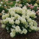 Puffer Fish™ Hydrangea | Compact Showstopper